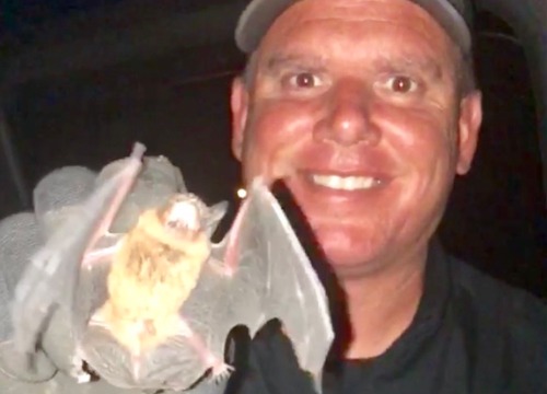 Bat Removal South Carolina | SC Bat Control