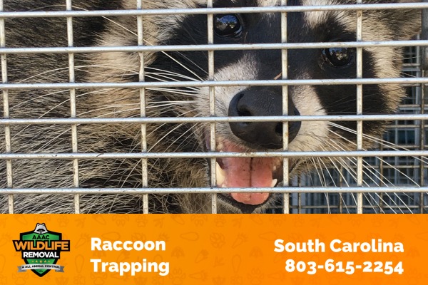 Raccoon Removal South Carolina | SC Raccoon Wildlife Control
