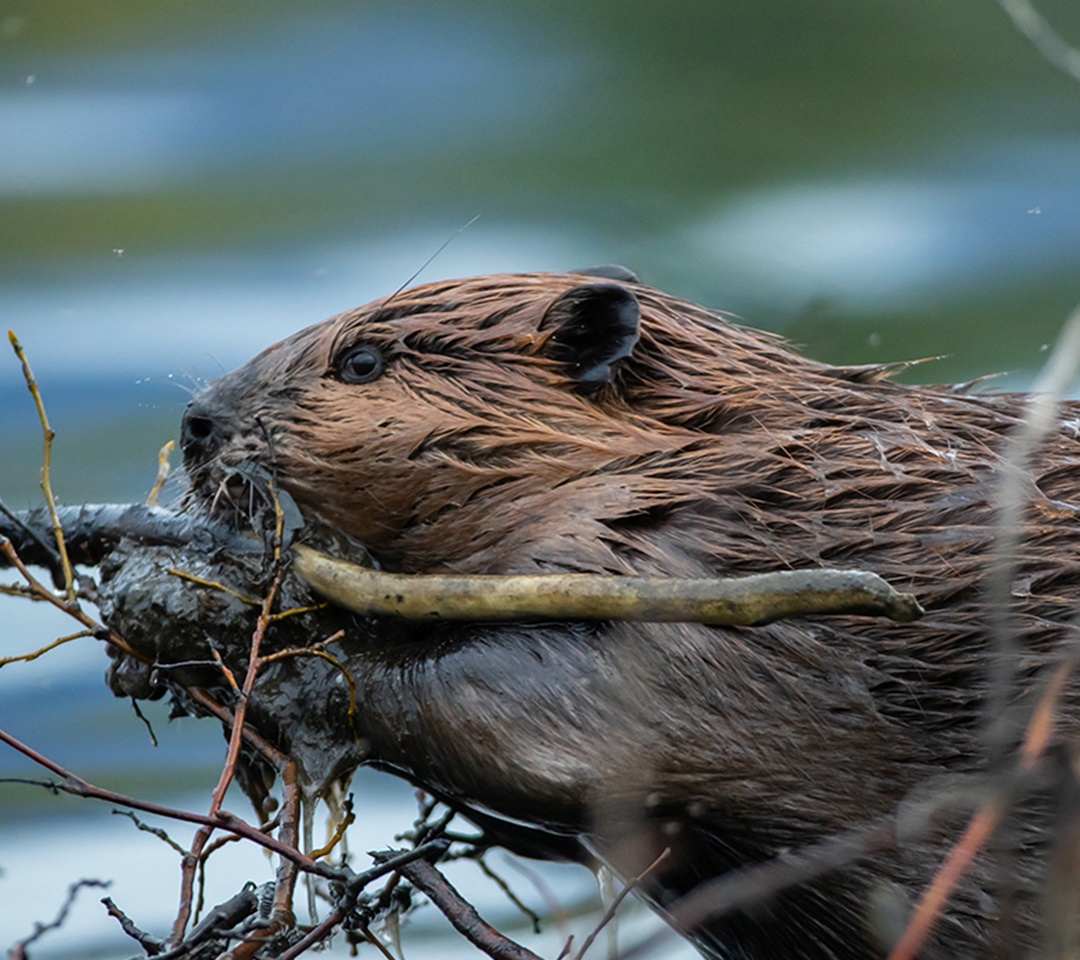 Beaver Removal Rock Hill | Wildlife and Animal Control